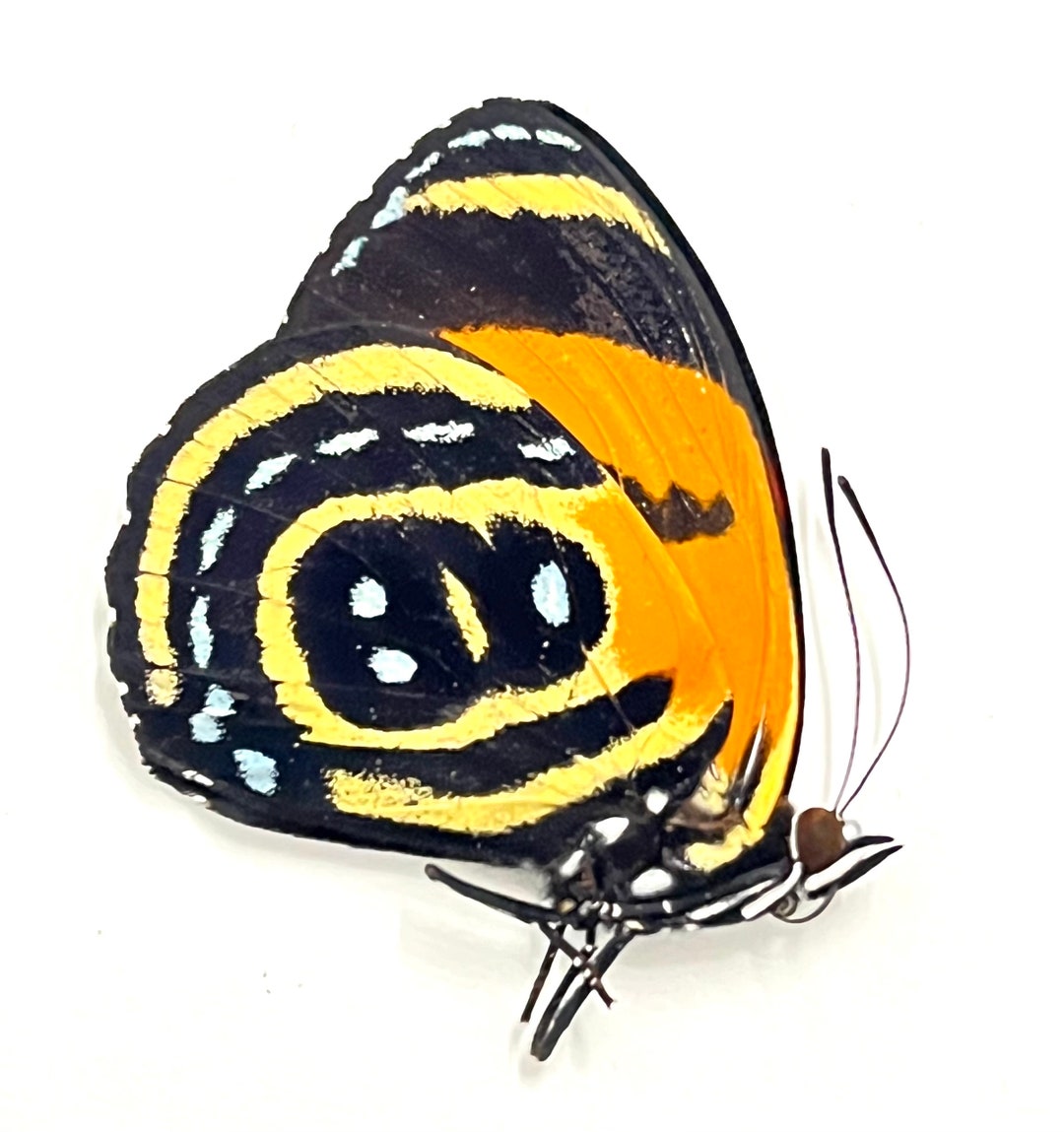 Nymphalidae Callicore Cynosura A1 Unmounted Peru - Etsy