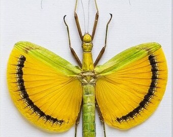 Mounted Insects - Etsy