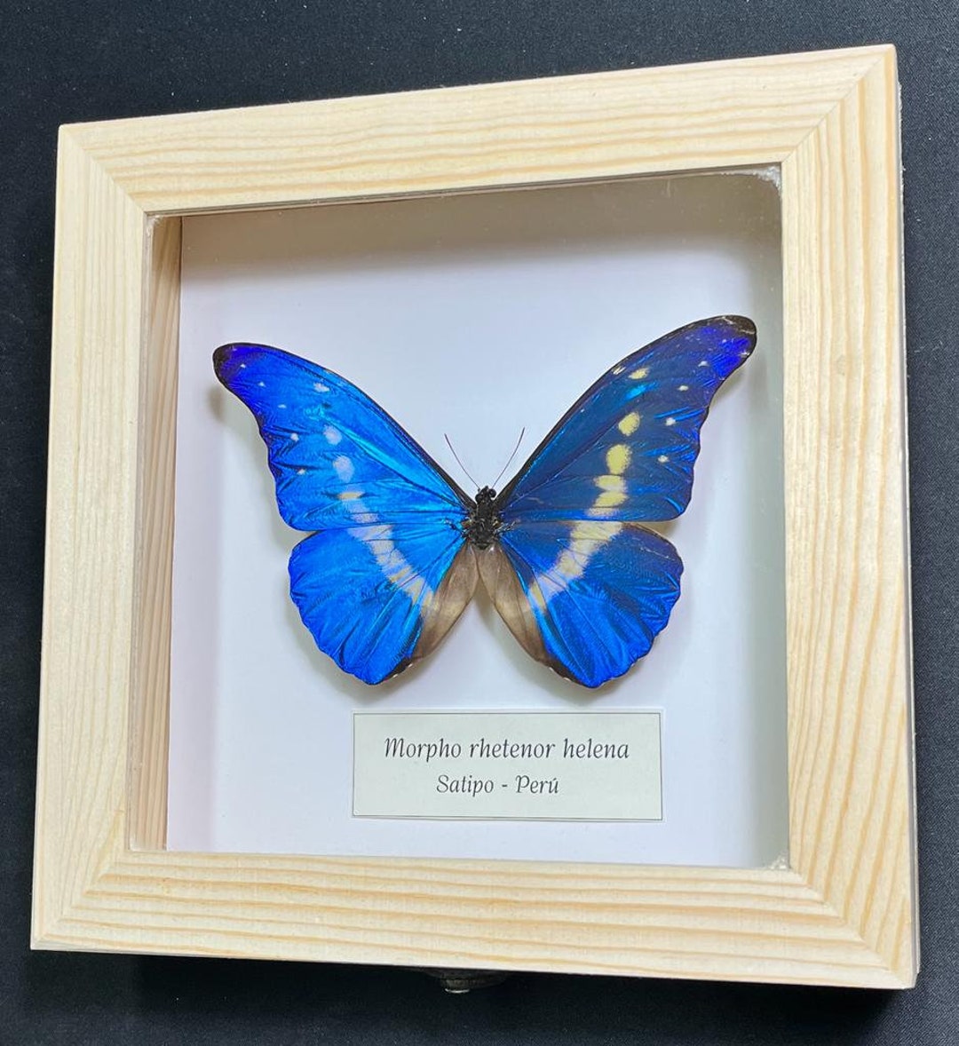 Morpho Rhetenor Helena Peru Mounted Wooden Box 20x20cm. Taxidermy - Etsy