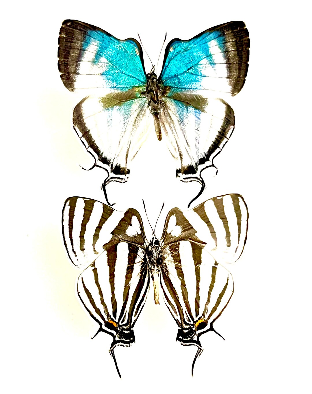 Spread Rare Lycaenidae Laothus Gibberosa Peru Mounted not Framed - Etsy ...