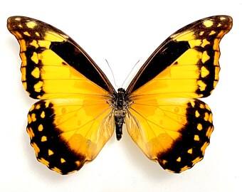 Framed Morpho Rhetenor Helena Insect Taxidermy RARE 9x11 - Etsy