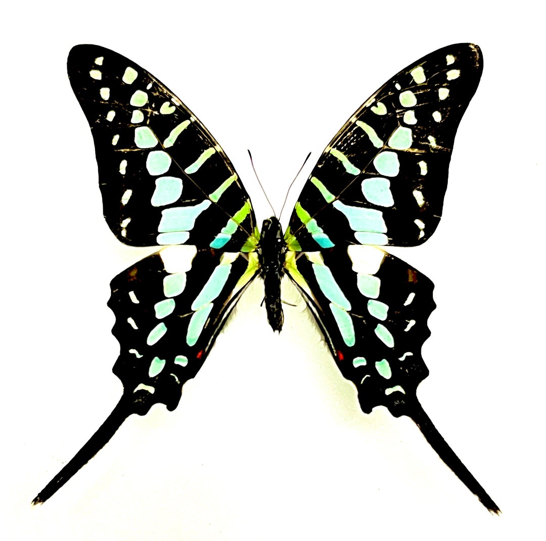 Graphium Policenes Cameroon A1/A1 Mounted Insects - Etsy
