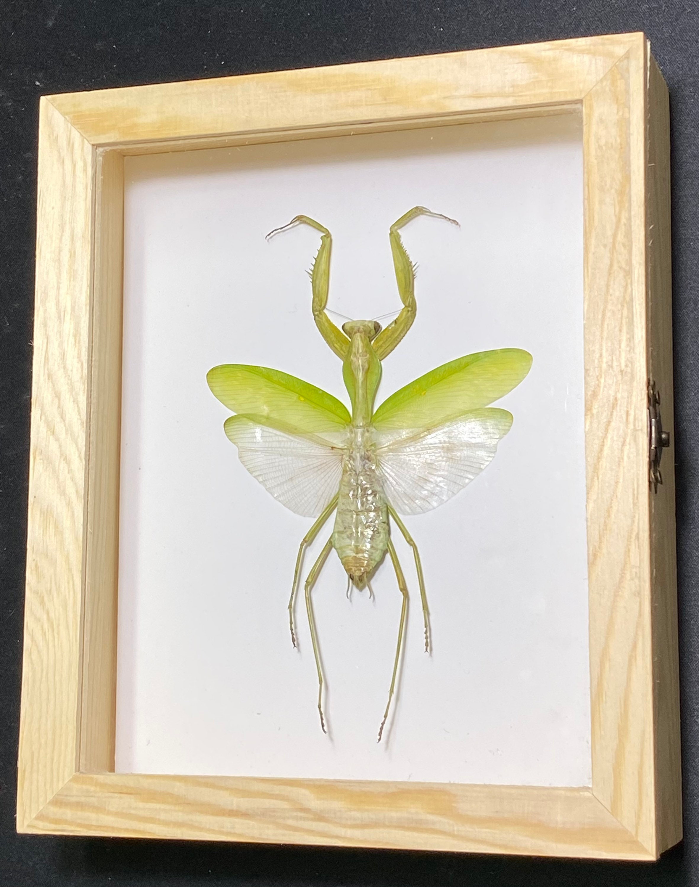 Giant Shield Mantis