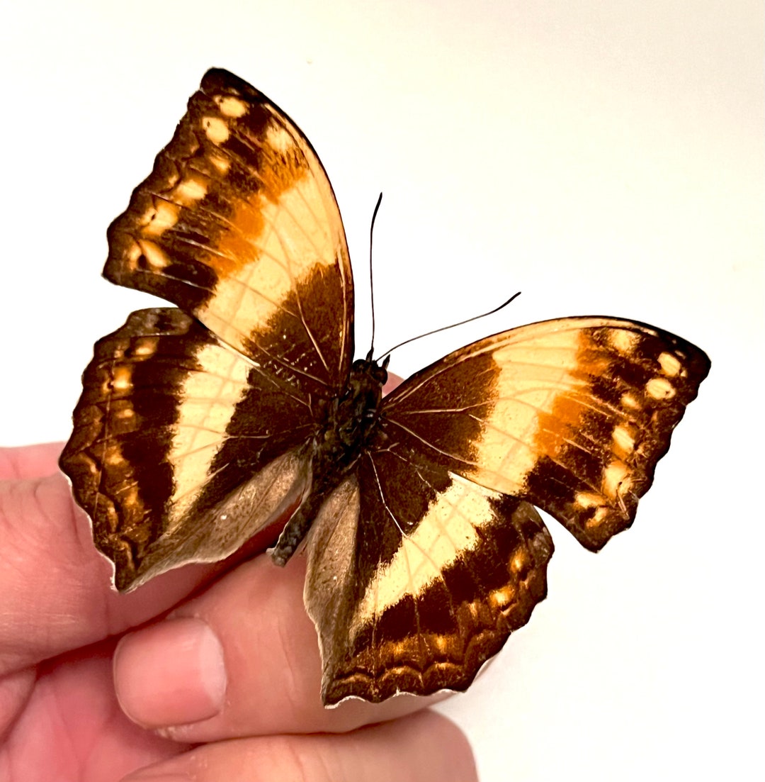 Spread Nymphalidae. Cymothoe Theobene. Cameroon - Etsy