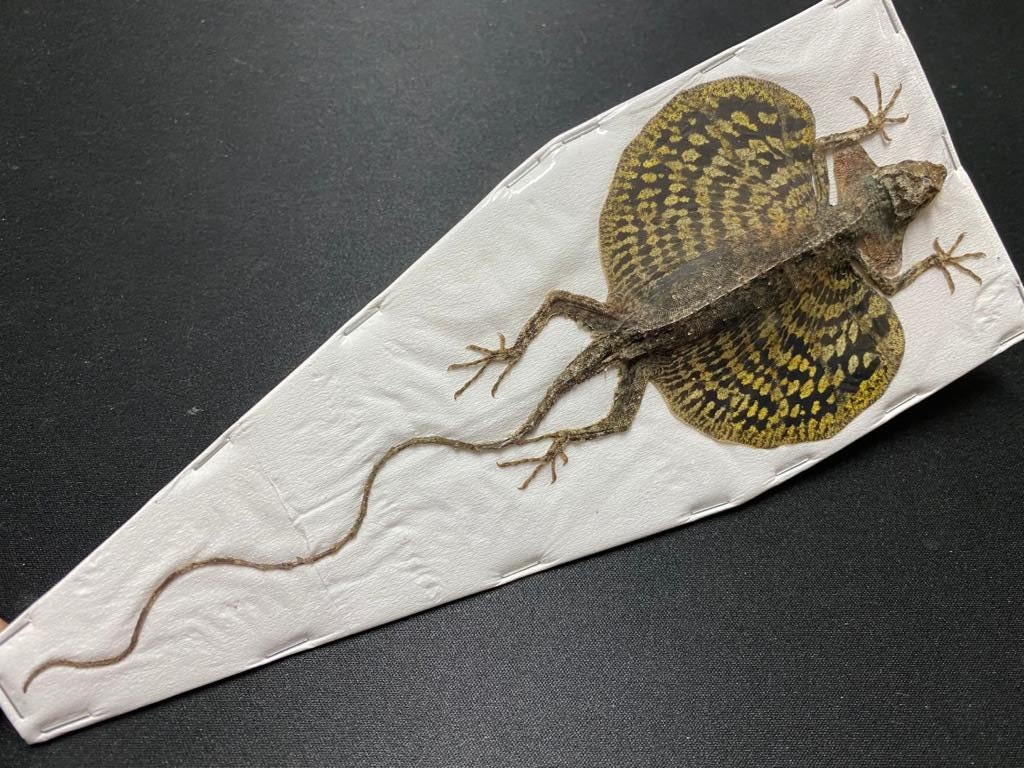 Flying Lizard Animal