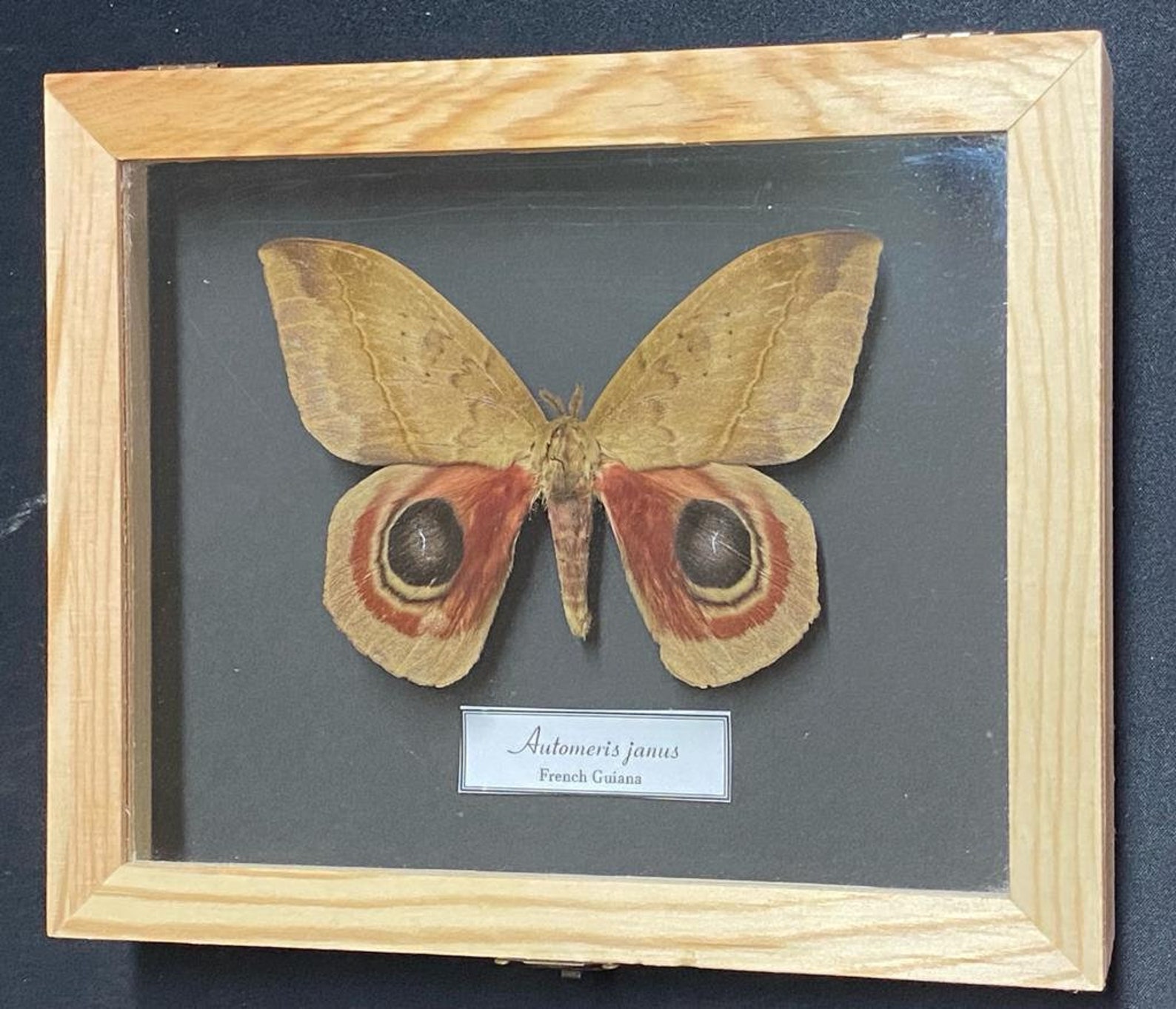 Saturniid Automeris Janus French Guiana Male A1 Mounted - Etsy