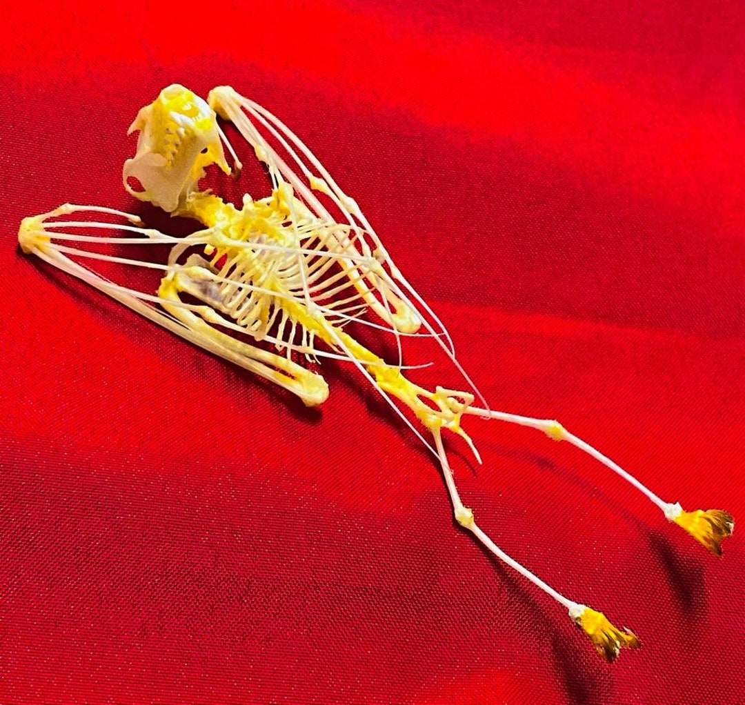 Nice Bat Skeleton Cynopterus Sphinx Excellent Quality - Etsy