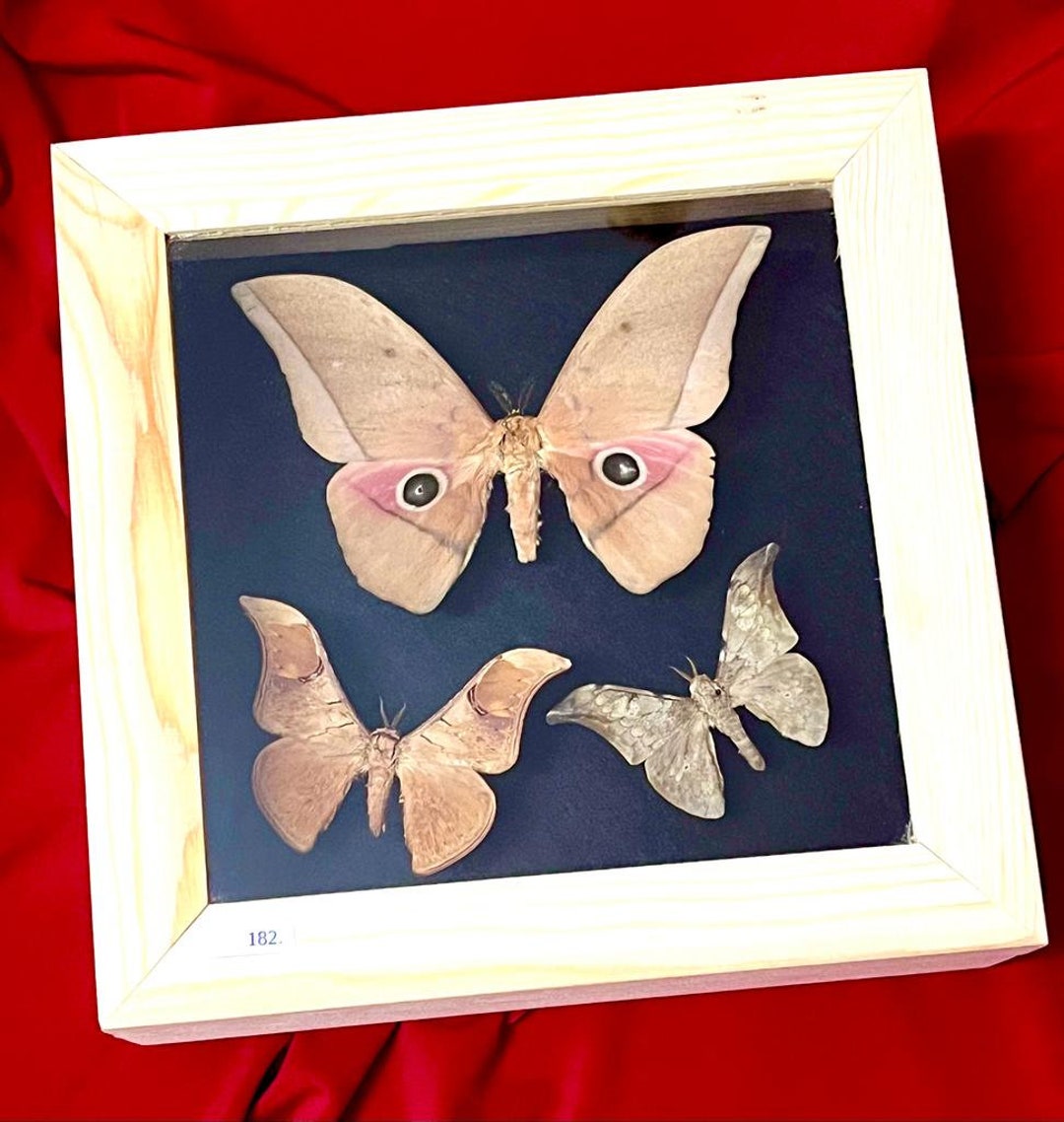 Ref. 182 Framed Real Moth Mounted Central Africa - Etsy