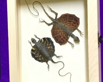 Lizard Taxidermy | Etsy