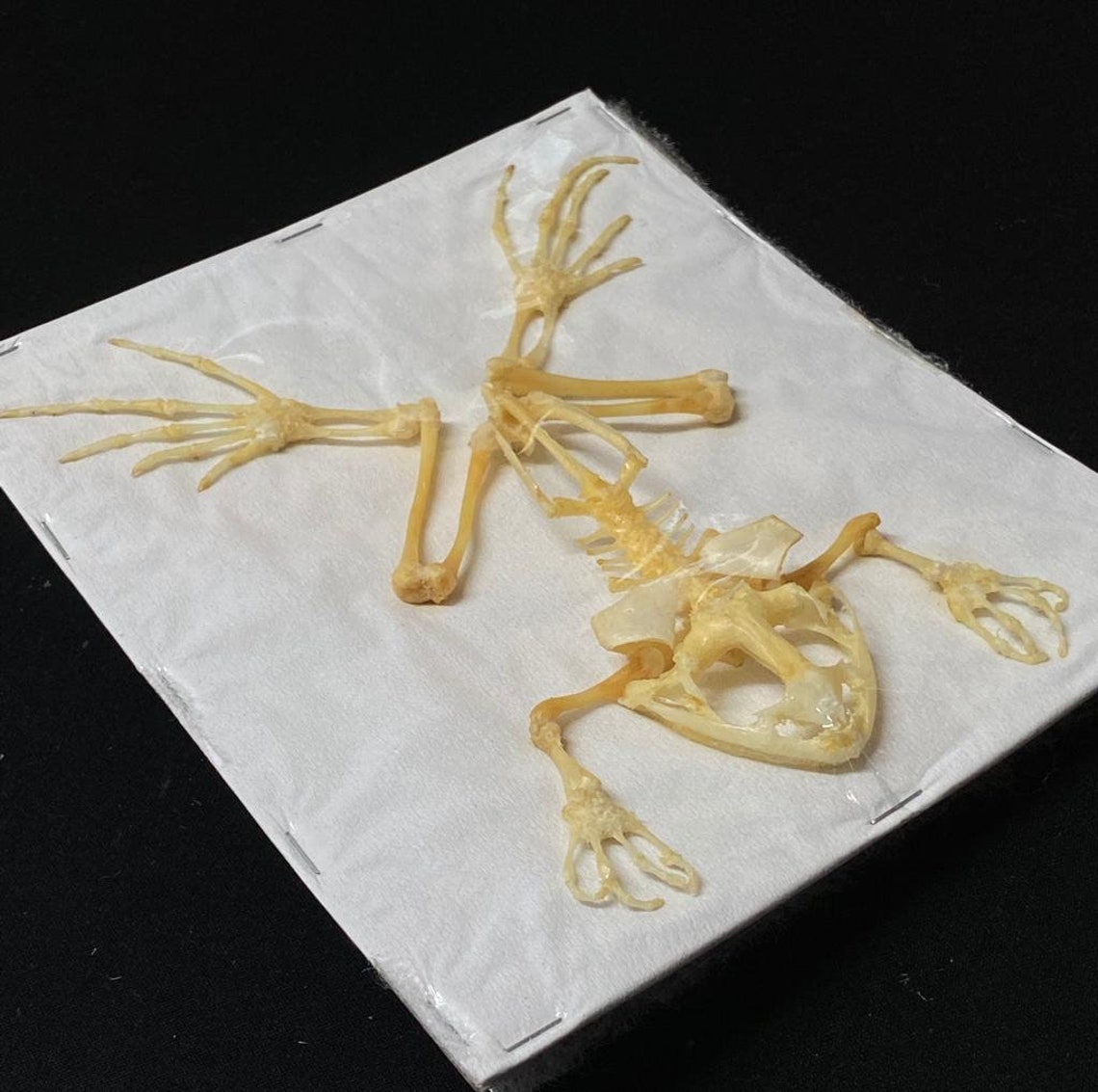Giant Real Frog Skeleton Fejervarya Limnocharis Etsy Giant Real Frog Skeleton Fejervarya Limnocharis Etsy