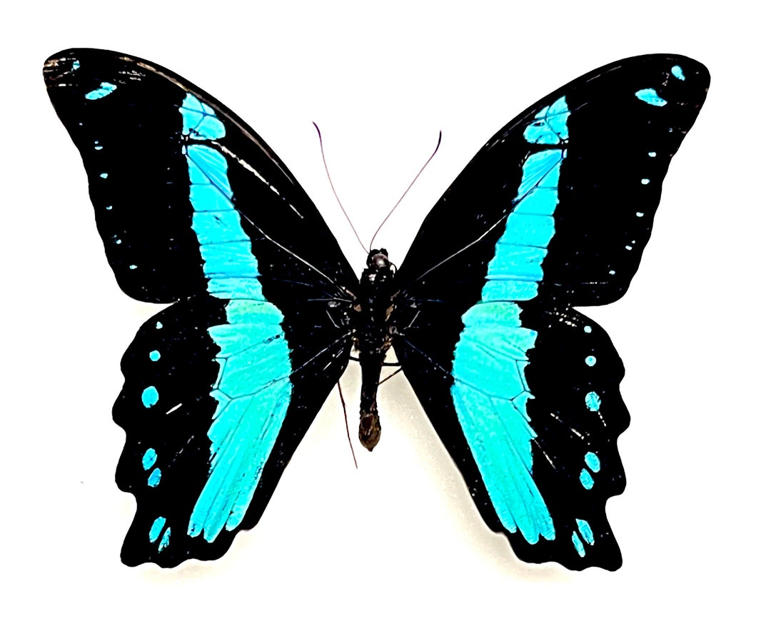 Papilio Bromius Mounted African Butterflies - Etsy