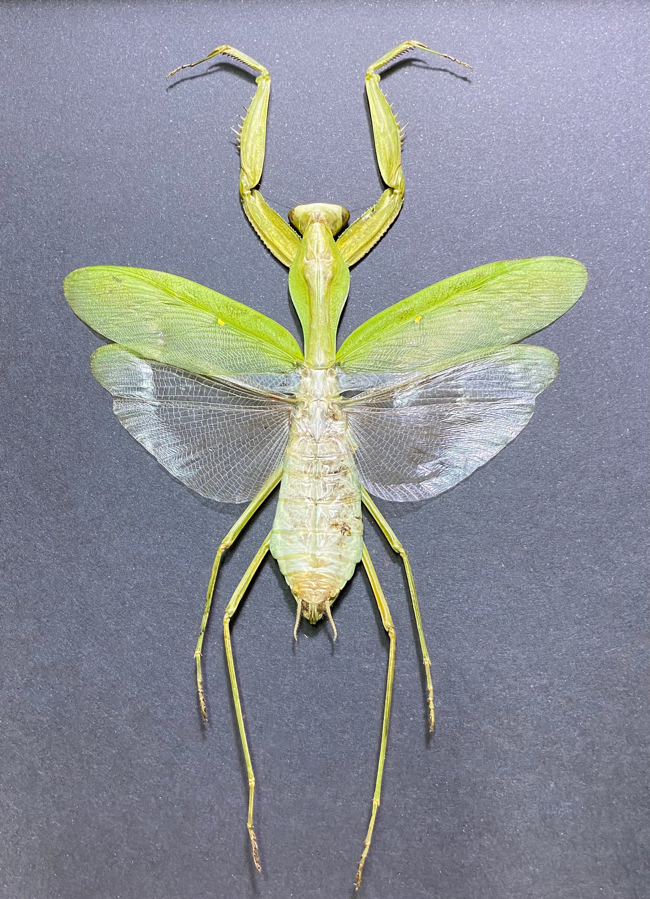 Giant Shield Mantis