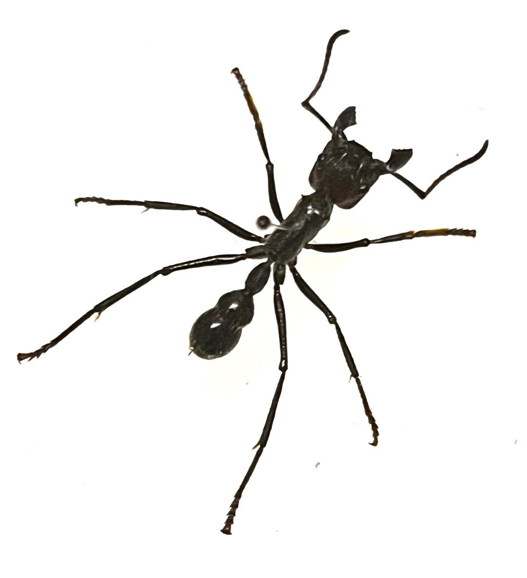 Bullet Ant Paraponera Clavata Peru Mounted A1 Etsy