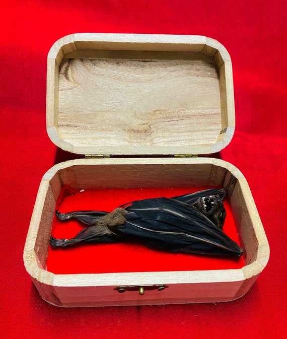 Real bat Cynopterus brachyotis Coffin Taxidermy Awesome | Etsy