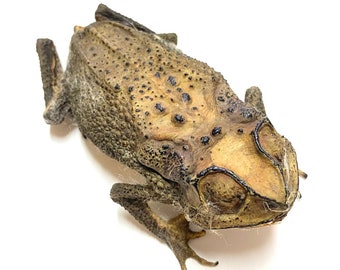 Home & Living Home Décor Animal Mounts Vintage taxidermy toad playing ...