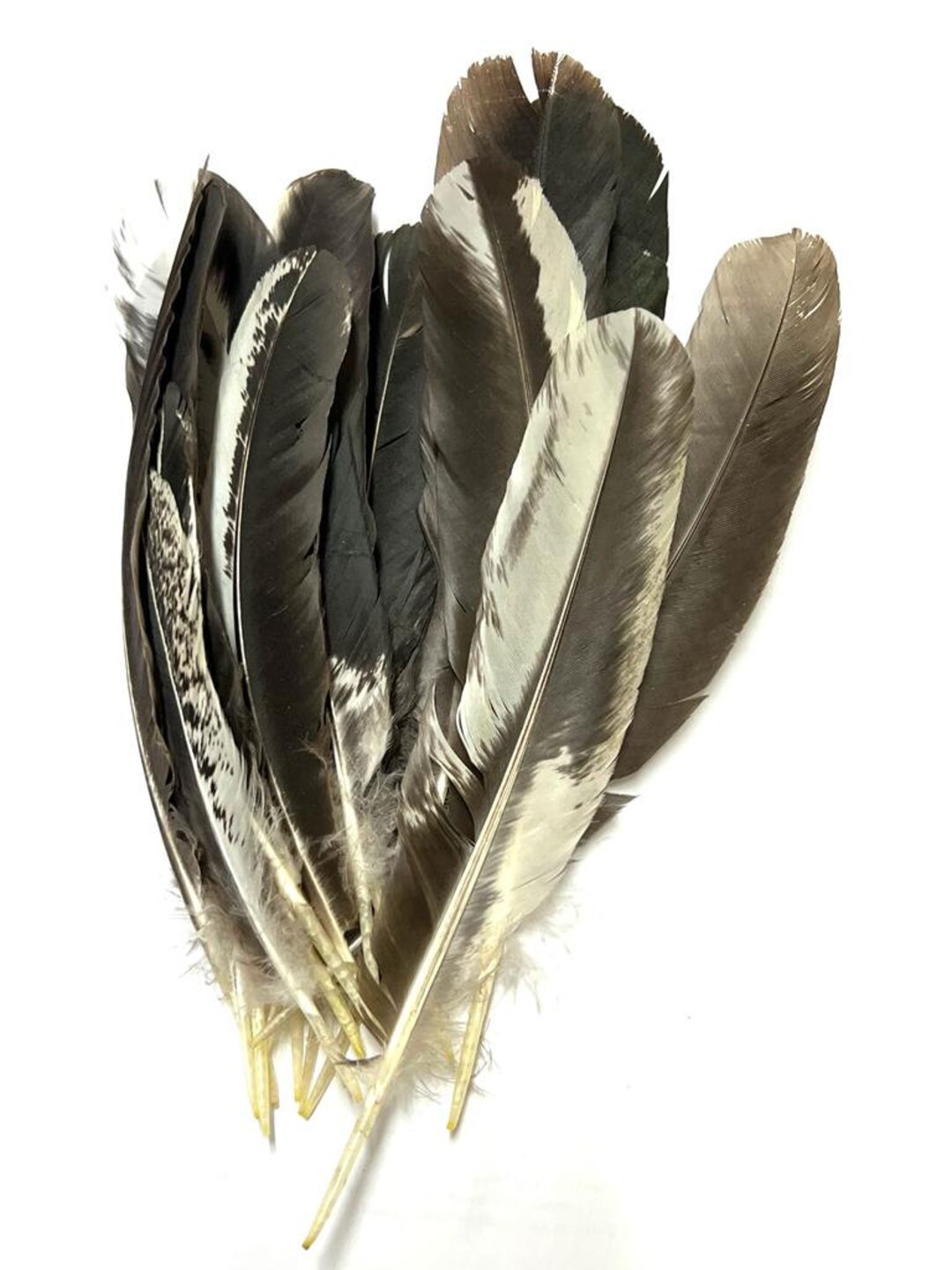 X 1 Natural Feather for Rituals and Santeria - Etsy UK