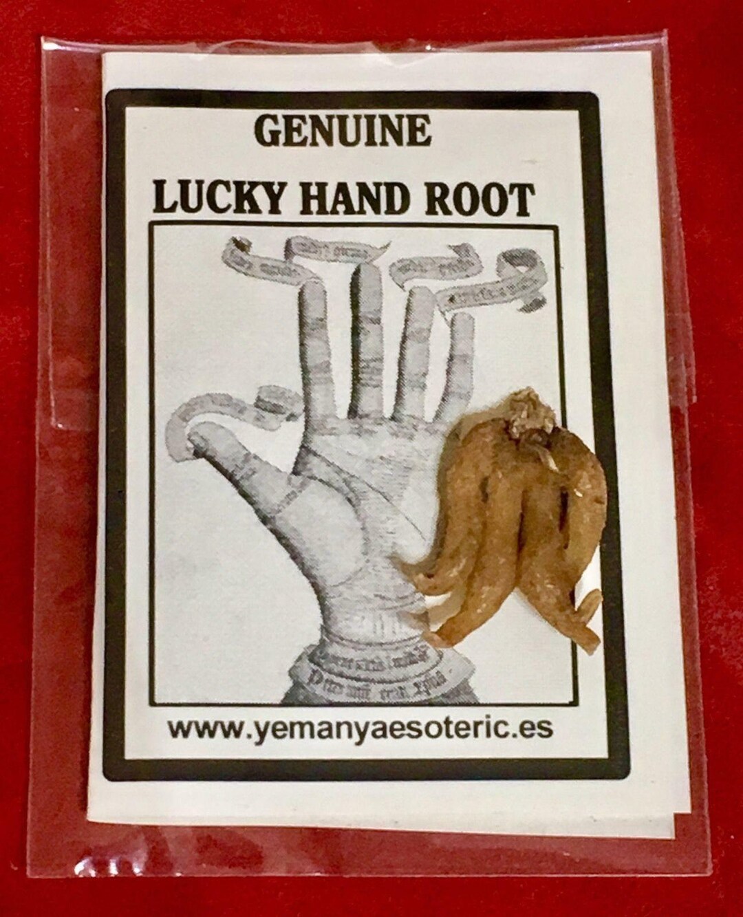 Genuine Lucky Hand Root - Etsy