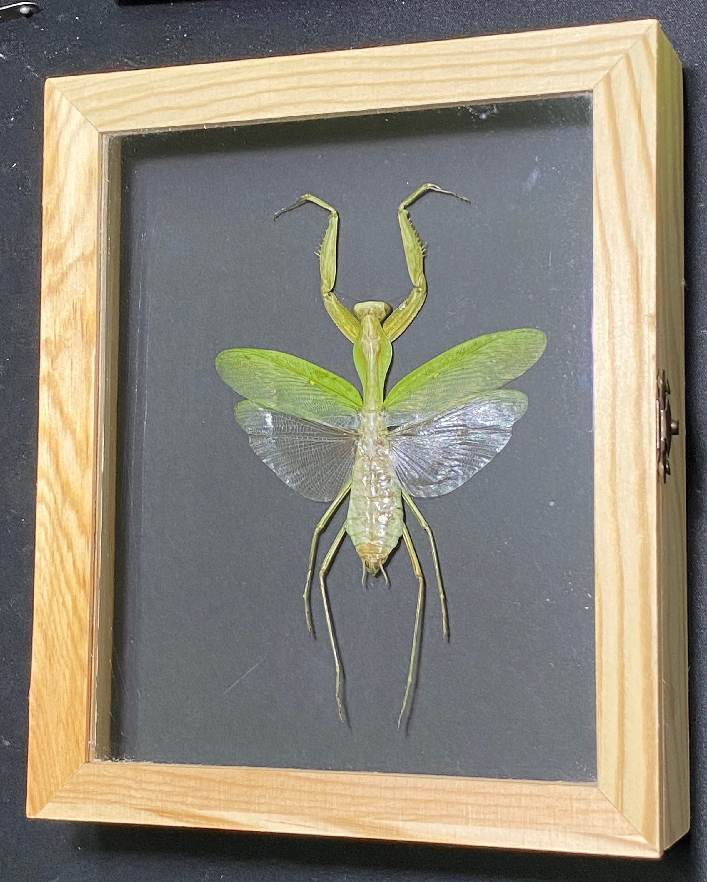 Giant Shield Mantis