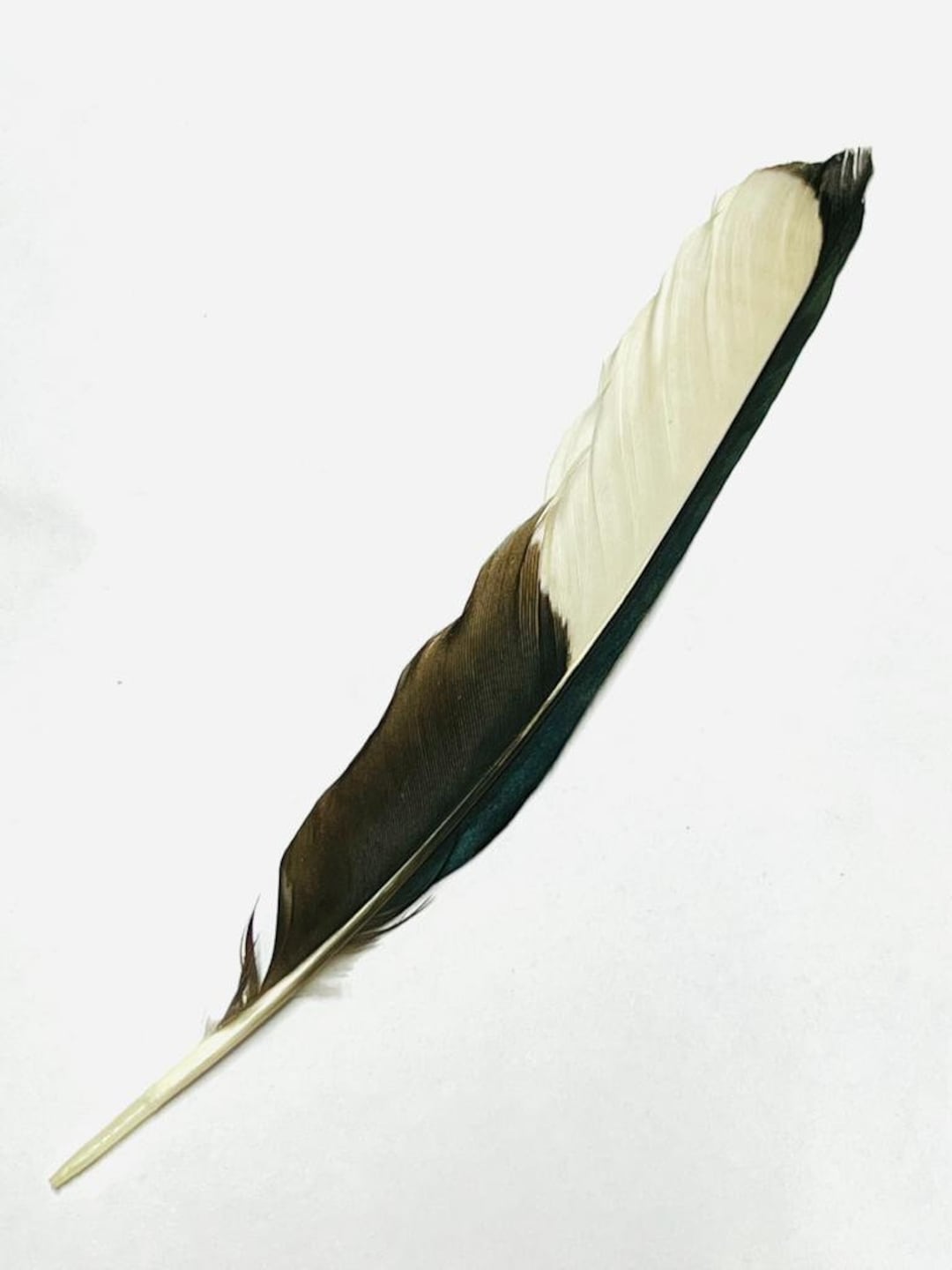 Natural Pen for Rituals and Santeria - Etsy