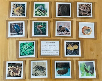 Montessori Food Chain - Etsy