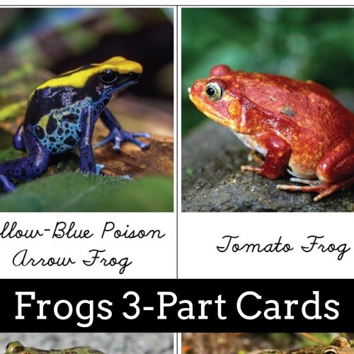 Frogs 3-part Cards Montessori Amphibians Zoology - Etsy