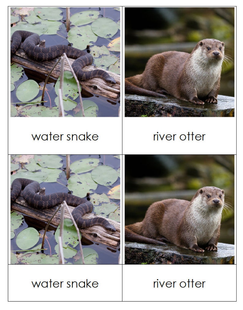 River Animals 3-part Cards Montessori Zoology - Etsy