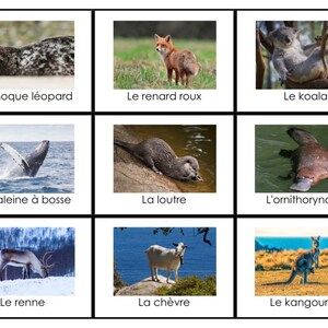 FRENCH VERSION Animals of the Continents Mats | Montessori Geography ...