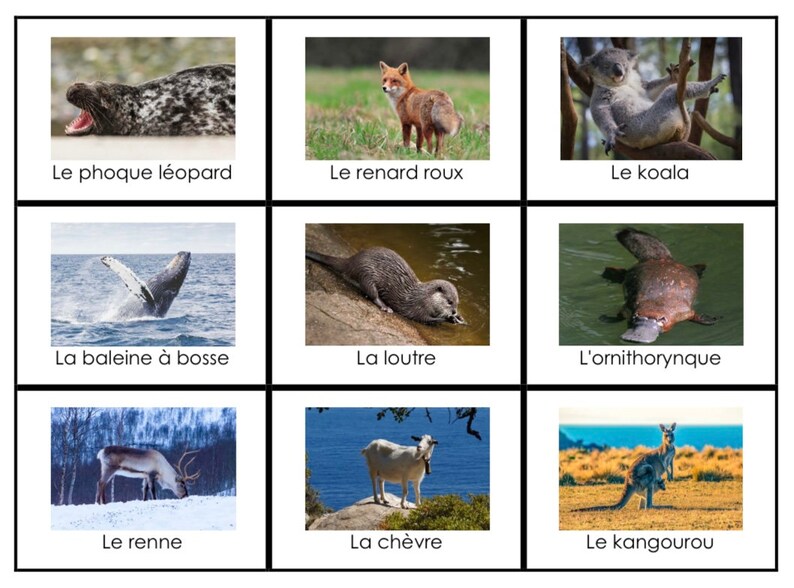 FRENCH VERSION Animals of the Continents Mats | Montessori Geography ...