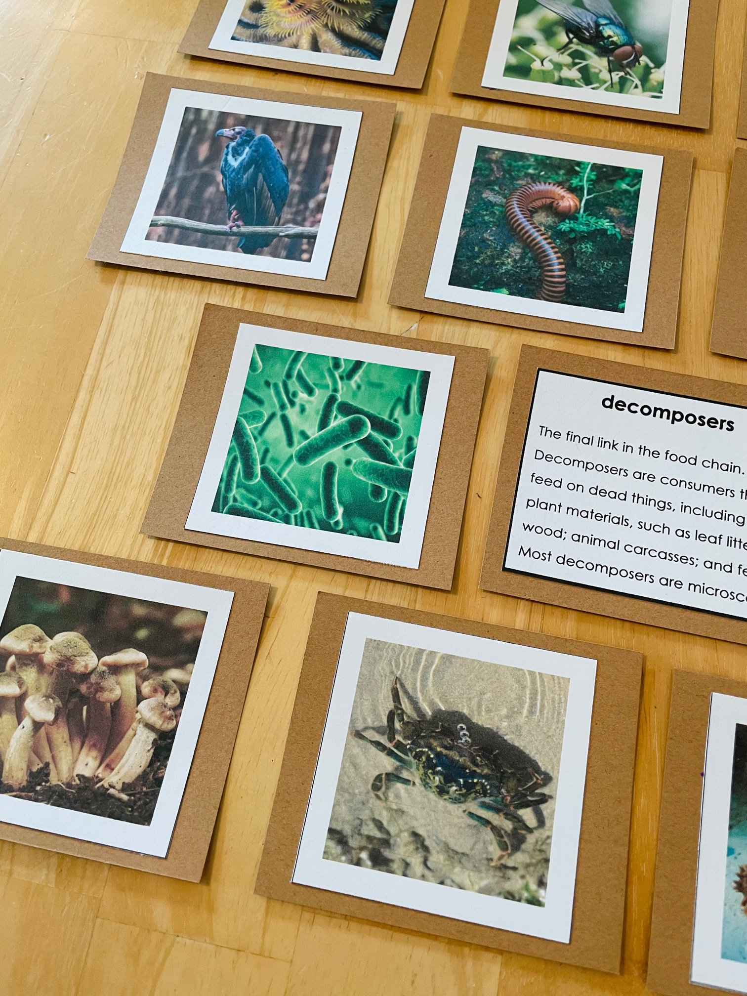 Decomposers and Scavengers Photo and Fact Cards | Food Chain | Ecology ...