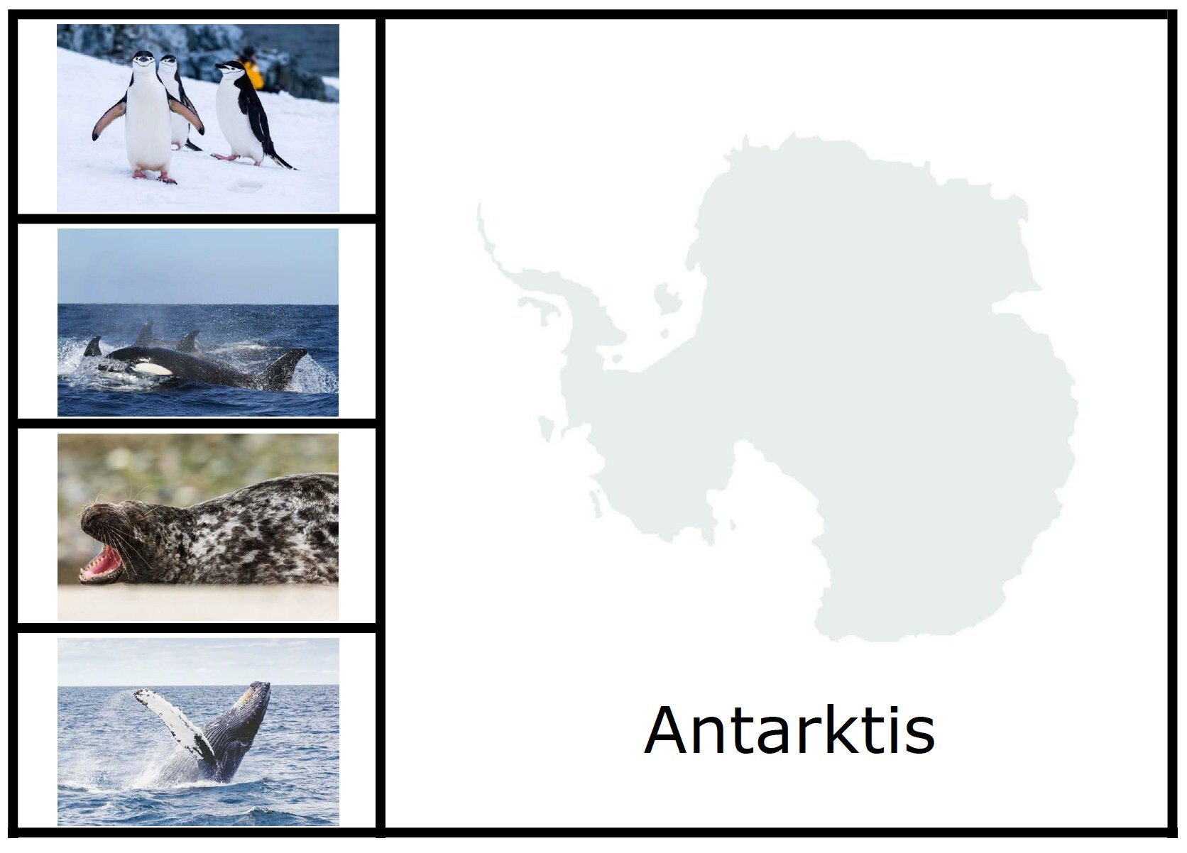 GERMAN VERSION Animals of the Continents Mats Montessori Geography ...