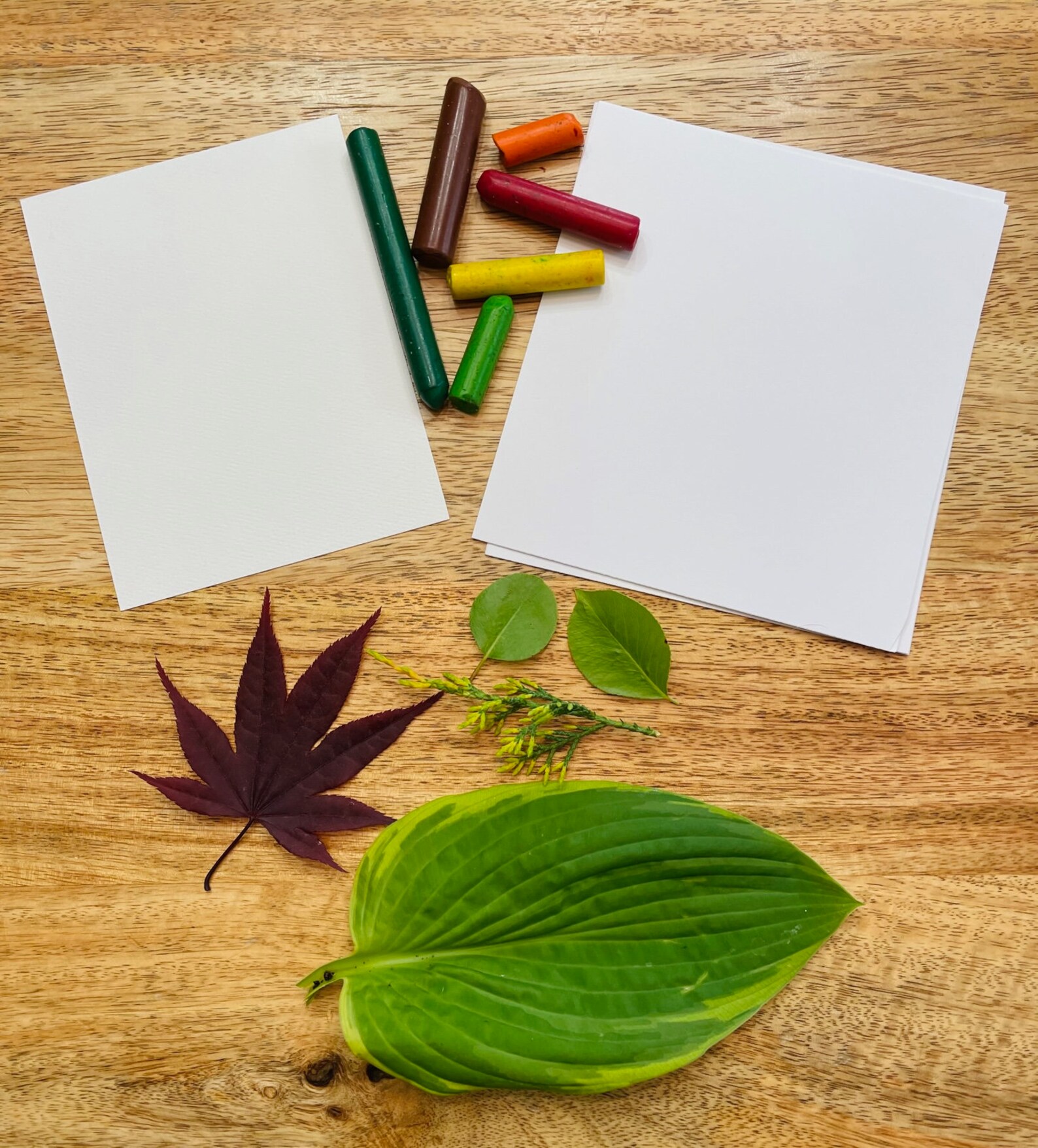 Botany Art Guide Montessori Leaves Flowers - Etsy