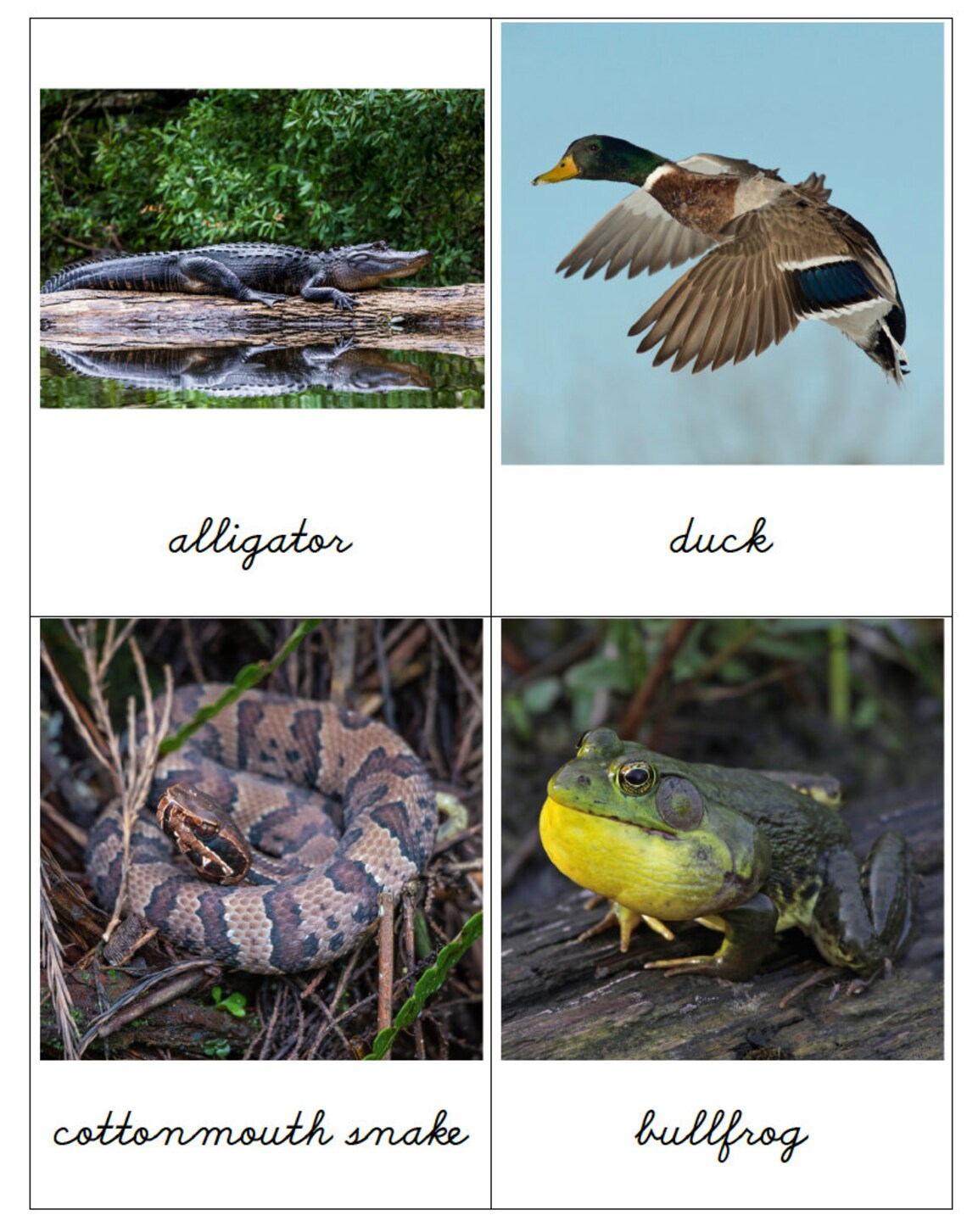 River Animals 3-part Cards Montessori Zoology - Etsy