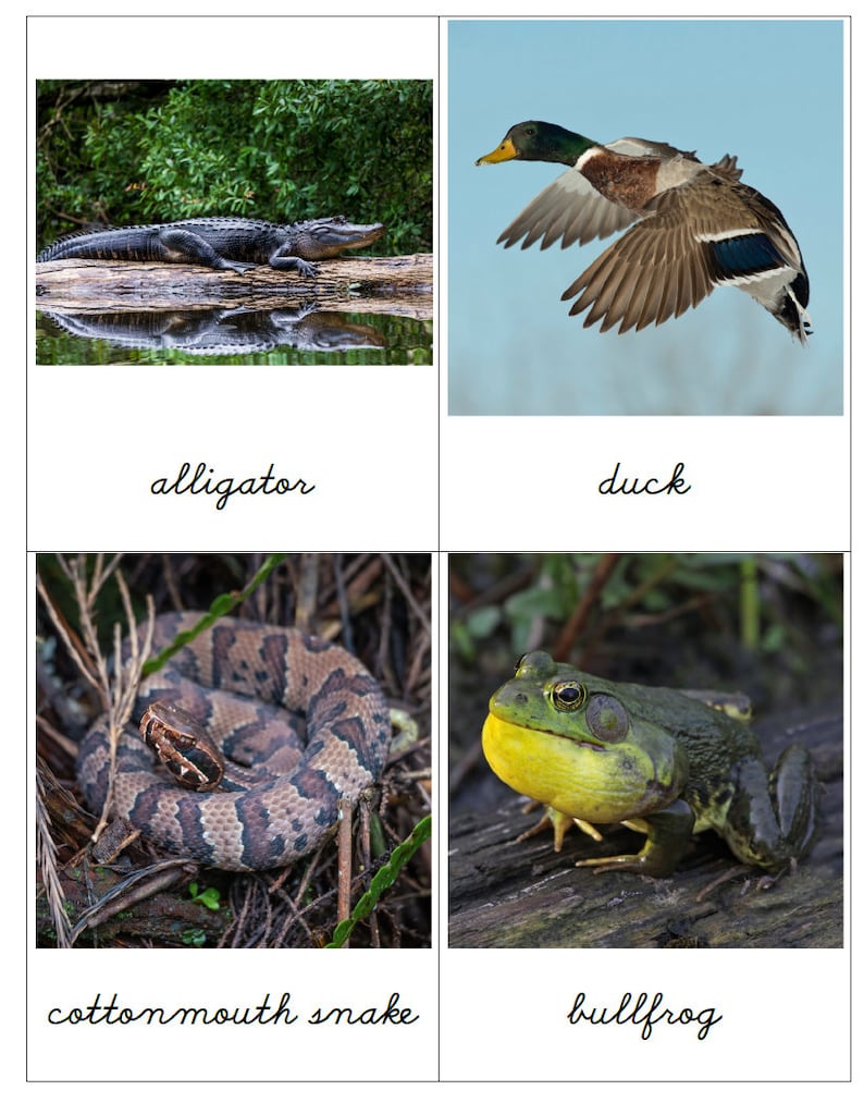 River Animals 3-part Cards Montessori Zoology - Etsy