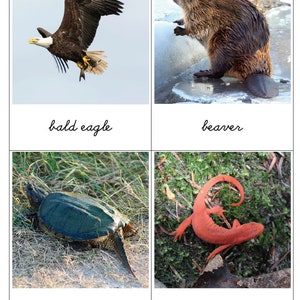 River Animals 3-part Cards Montessori Zoology - Etsy