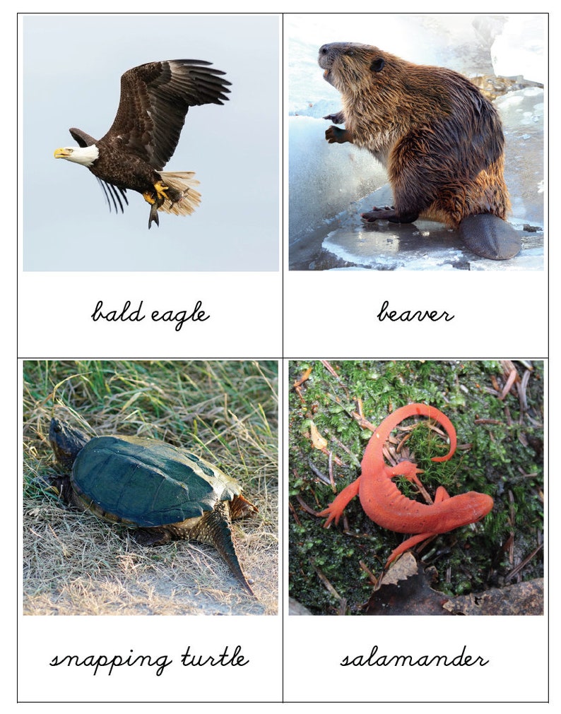 River Animals 3-part Cards Montessori Zoology - Etsy