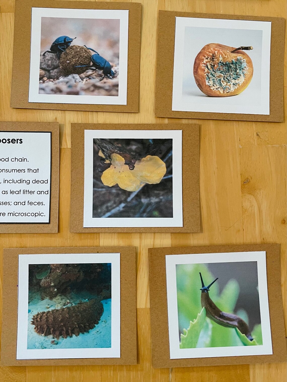 Decomposers and Scavengers Photo and Fact Cards Food Chain | Etsy