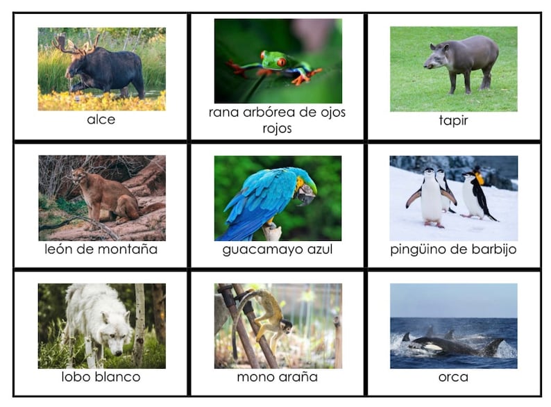 SPANISH VERSION Animals of the Continents Mats | Montessori Geography ...