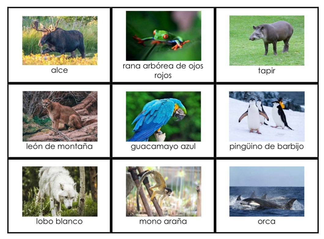 SPANISH VERSION Animals of the Continents Mats | Montessori Geography ...