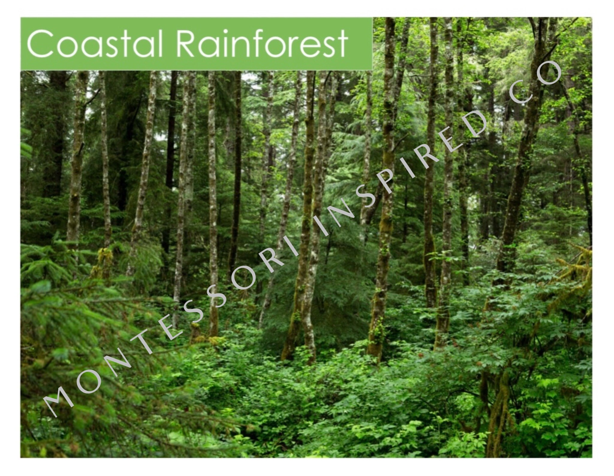 Alaska Biomes Mats - Print Font | Digital Download - Etsy