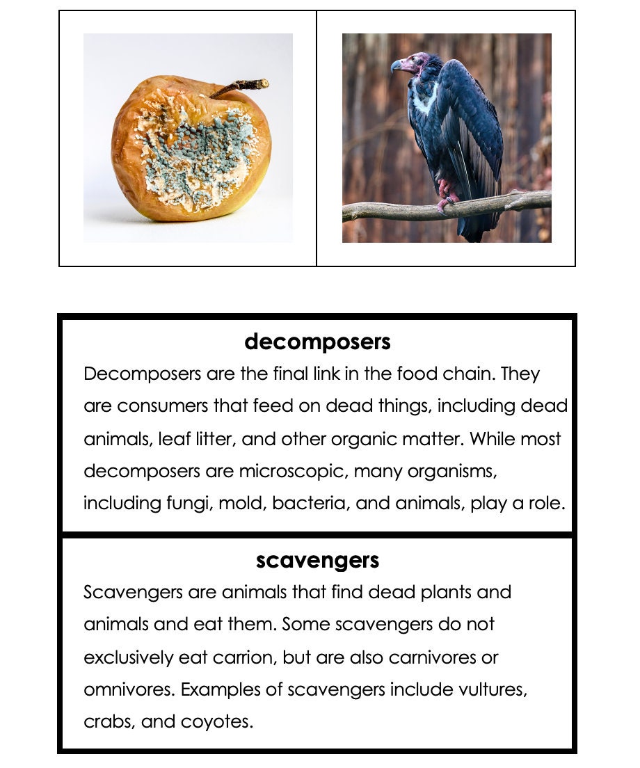 Decomposers Animals Examples
