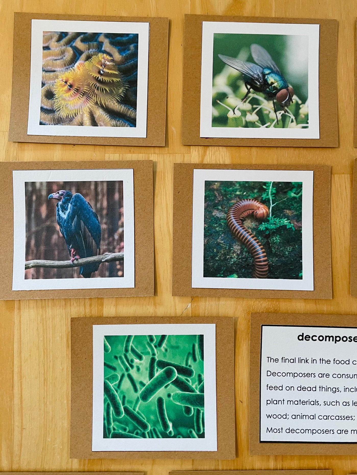 Decomposers and Scavengers Photo and Fact Cards Food Chain | Etsy