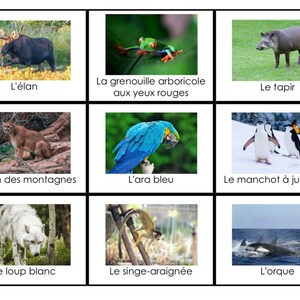 FRENCH VERSION Animals of the Continents Mats | Montessori Geography ...