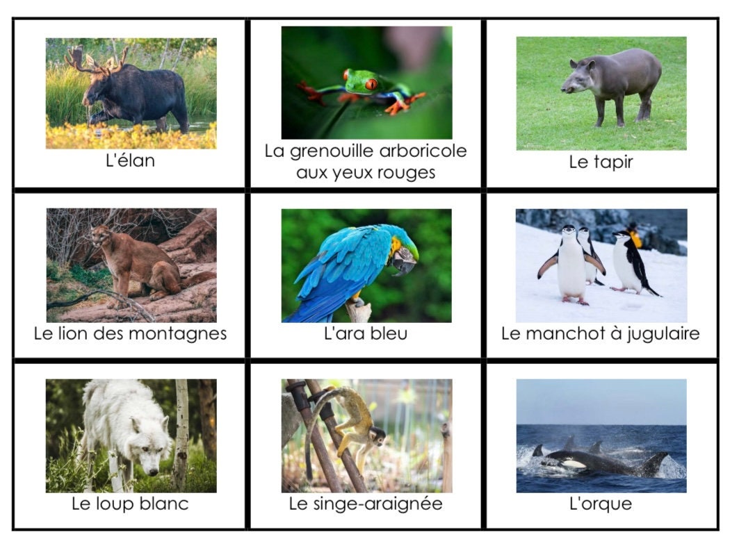 FRENCH VERSION Animals of the Continents Mats | Montessori Geography ...
