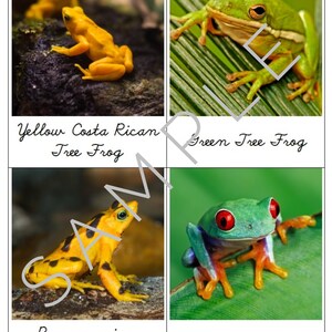 Frogs 3-part Cards | Montessori | Amphibians | Zoology - Etsy