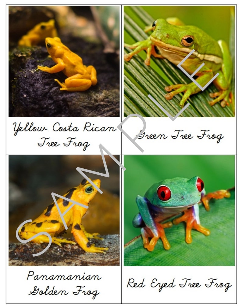 Frogs 3-part Cards Montessori Amphibians Zoology - Etsy