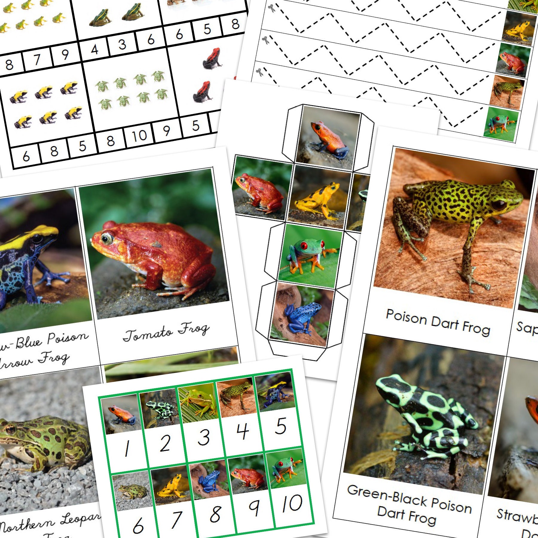 Frogs Activity Pack Montessori Amphibians Zoology - Etsy