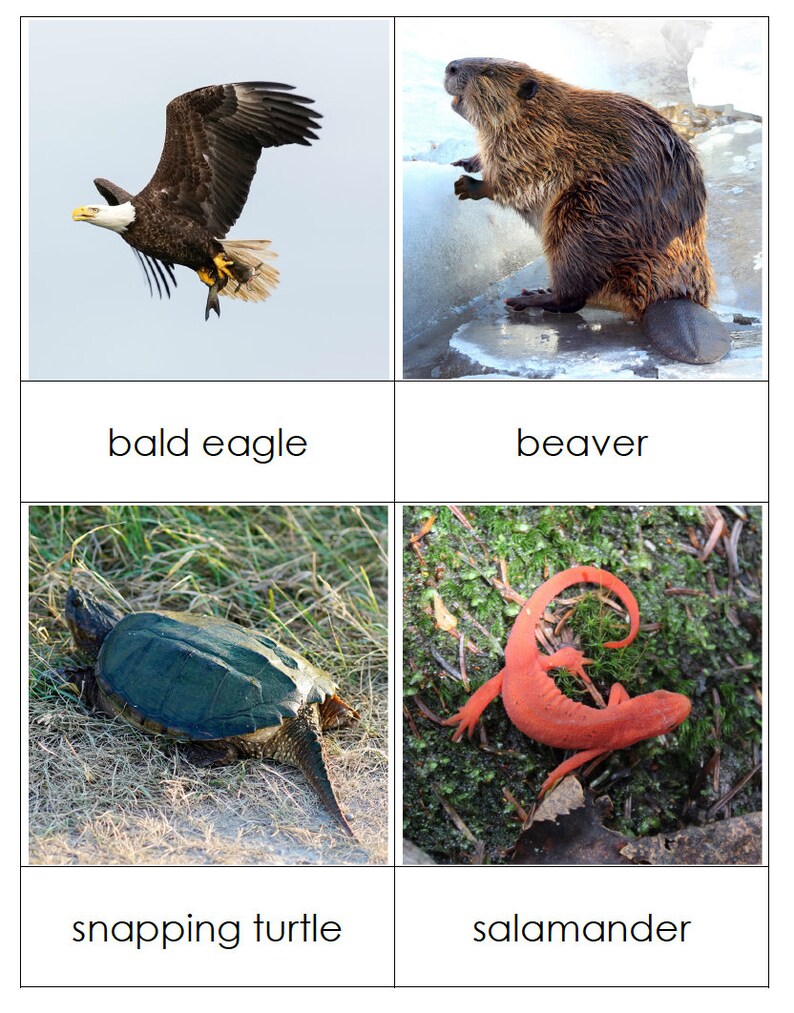 River Animals 3-part Cards Montessori Zoology - Etsy