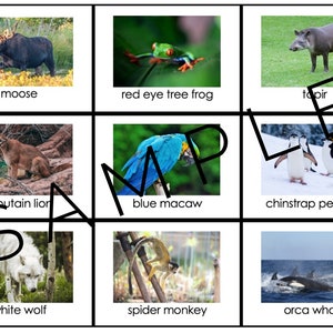 Animals of the World Continent Mats PRINT | Montessori Geography ...