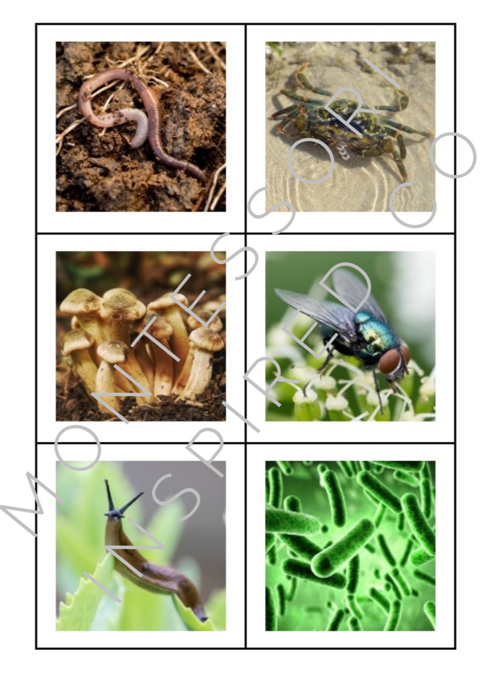 Decomposers and Scavengers Photo and Fact Cards Food Chain | Etsy