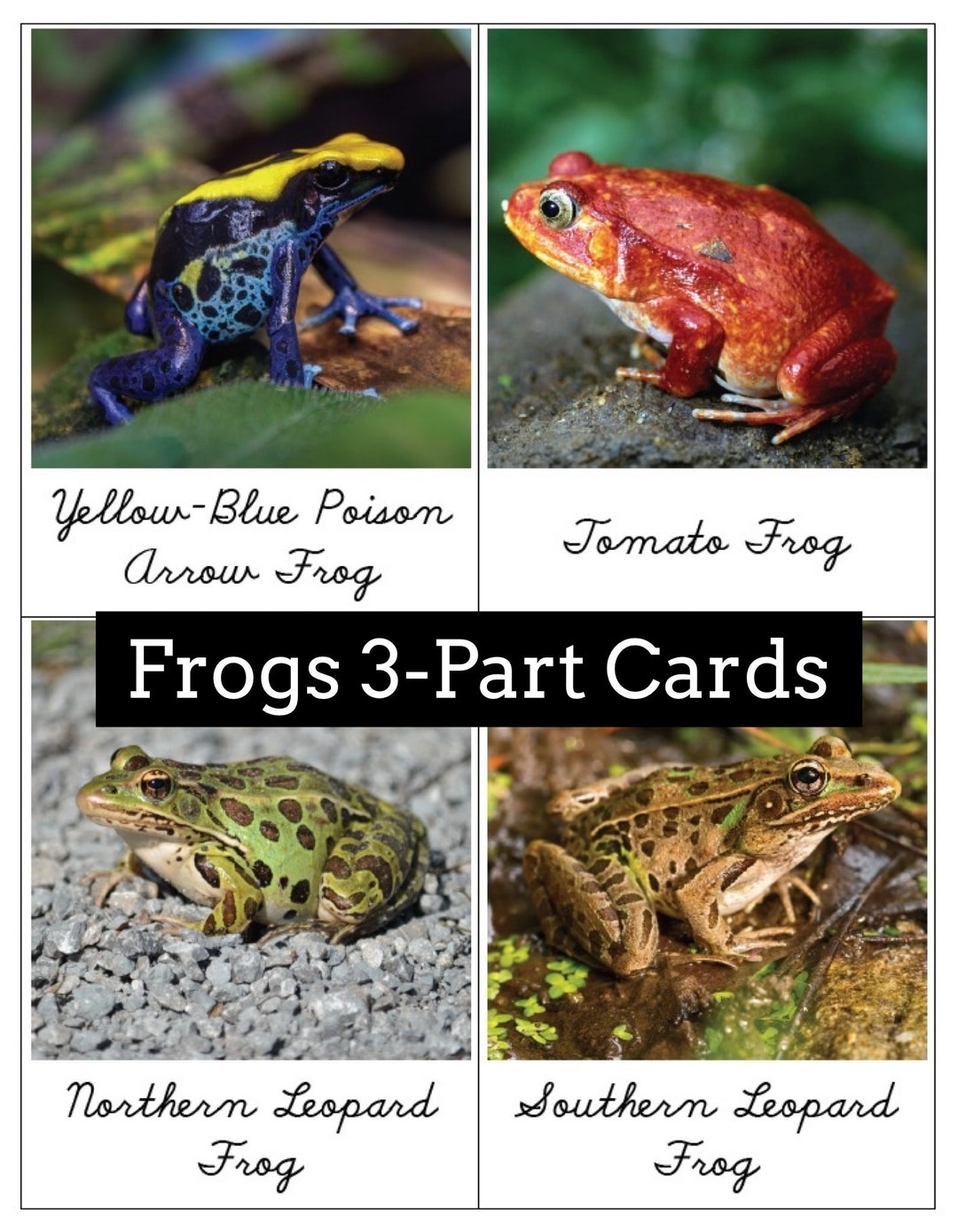 Frogs 3-part Cards | Montessori | Amphibians | Zoology - Etsy